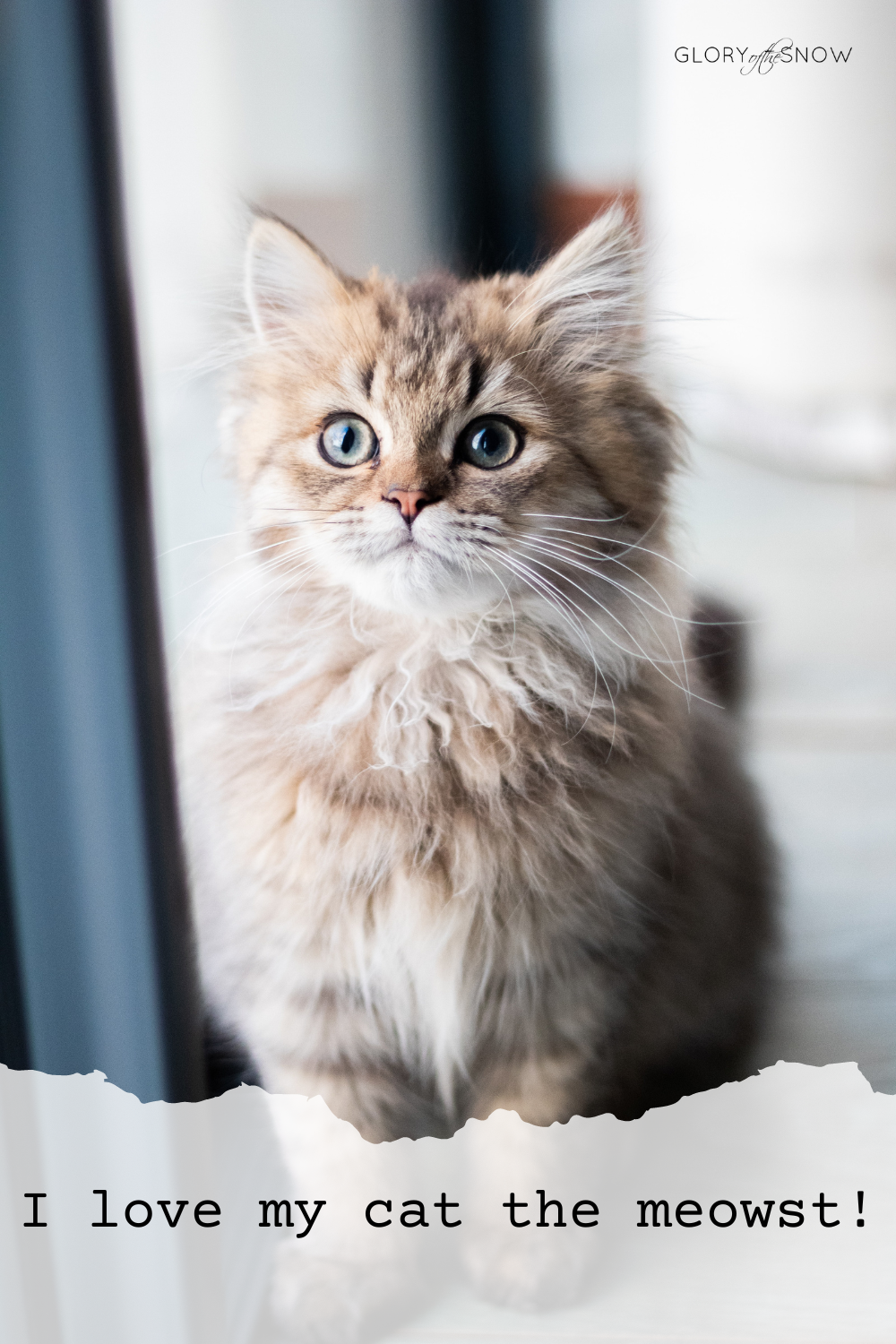 Claw Some Humor 200 Purrfectly Hilarious Cat Puns And Jokes Glory