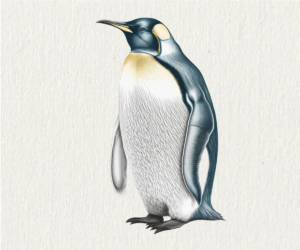 Easy Penguin Drawing Ideas, Guides And Tutorials - Glory of the Snow