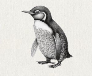 Easy Penguin Drawing Ideas, Guides And Tutorials - Glory of the Snow