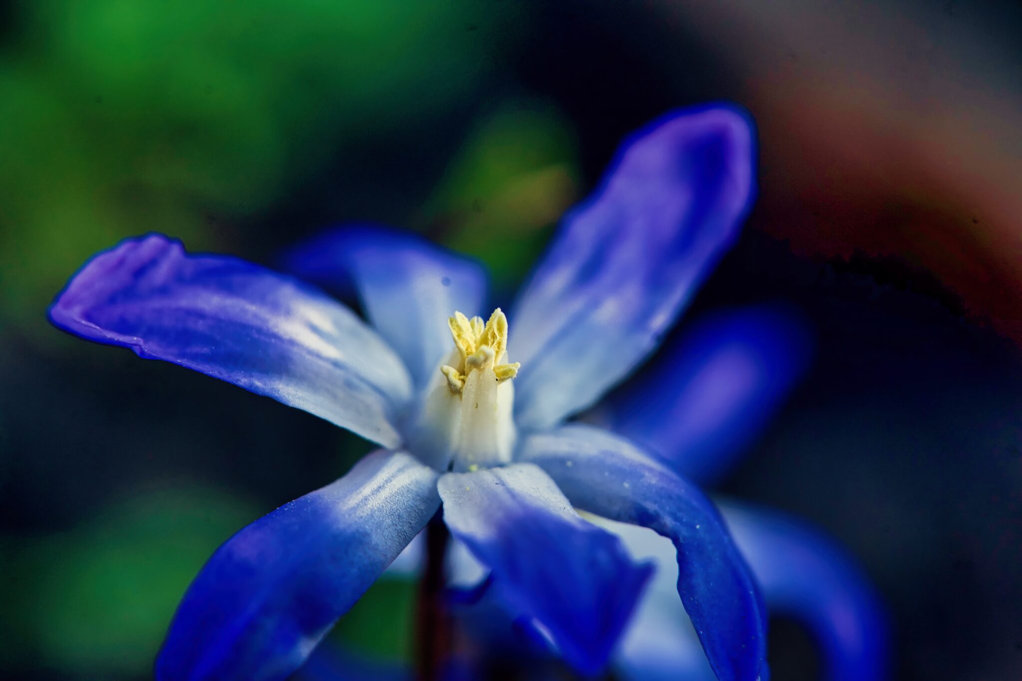 Glory Of The Snow: The Tiny Bloom That Heralds Spring - Glory of the Snow