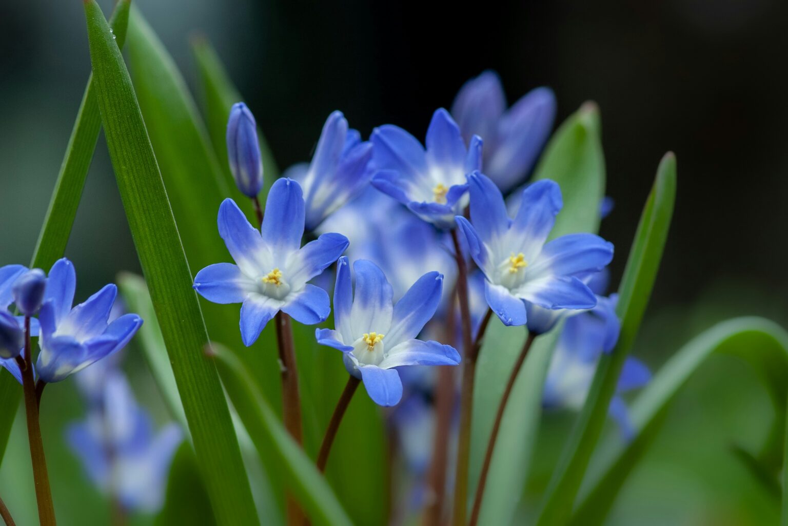 Glory Of The Snow: The Tiny Bloom That Heralds Spring - Glory of the Snow