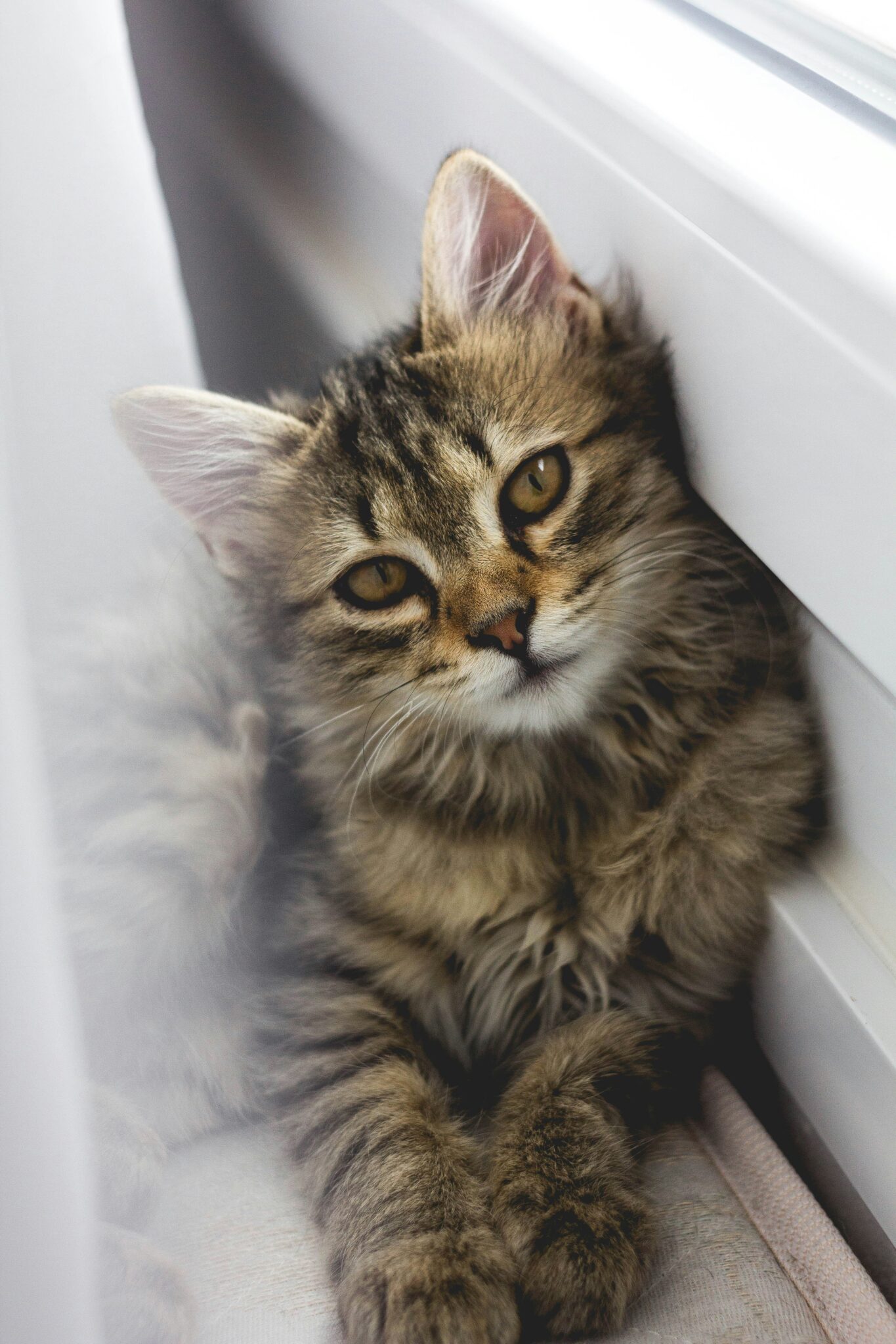 Cute Boy Cat Names That Feel Just Right For Your New Furry Friend ...