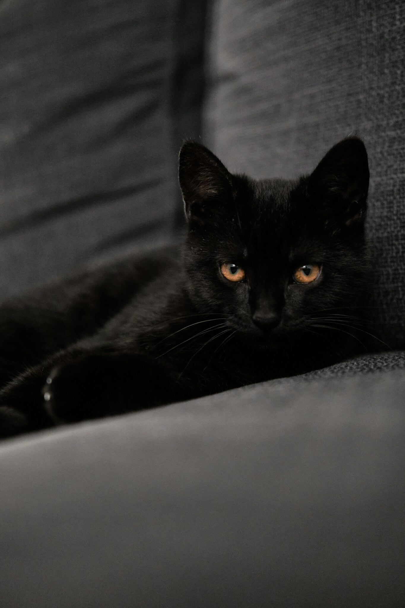 Cute Boy Cat Names That Feel Just Right For Your New Furry Friend ...
